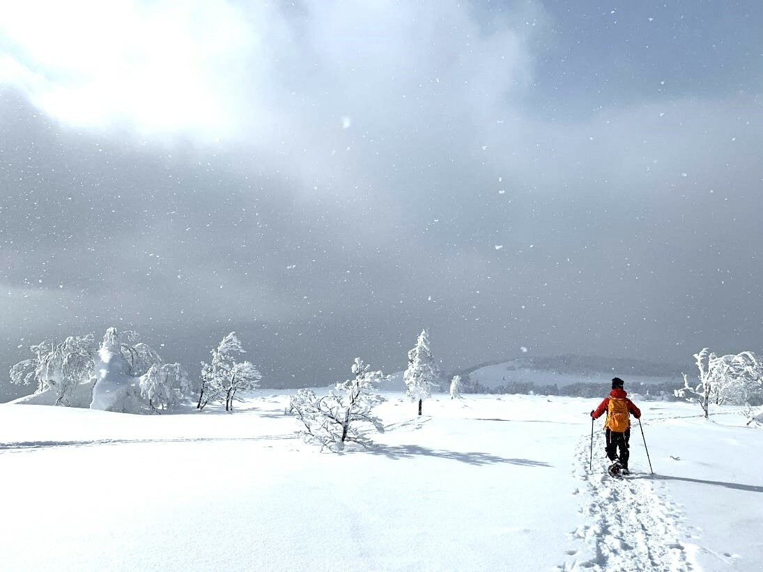 A small-group tour full of fun! Snowshoeing in the primeval forest ...