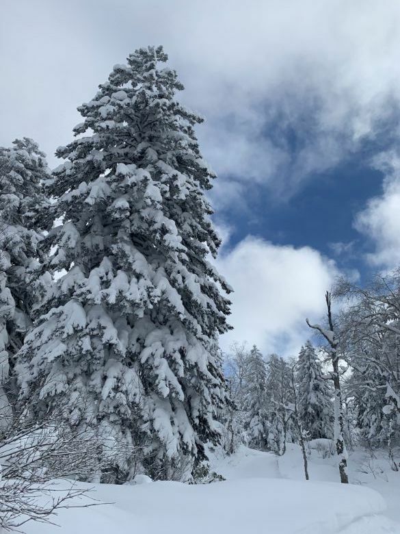 A small-group tour full of fun! Snowshoeing in the primeval forest ...