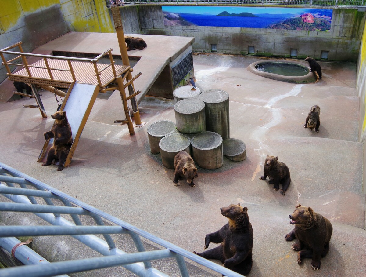 [Ages 6-12] Experience feeding bears! Showa Shinzan Bear Ranch ...