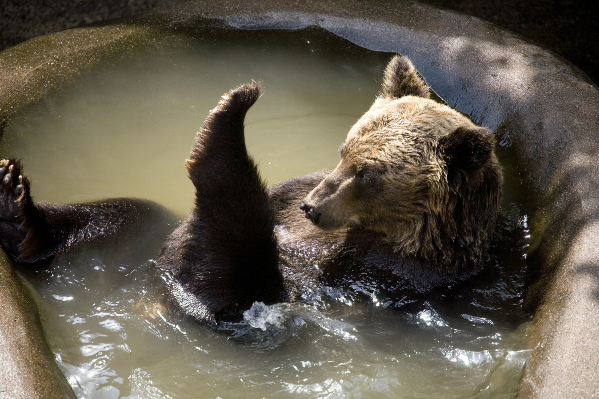 [Ages 6-12] Experience feeding bears! Showa Shinzan Bear Ranch ...