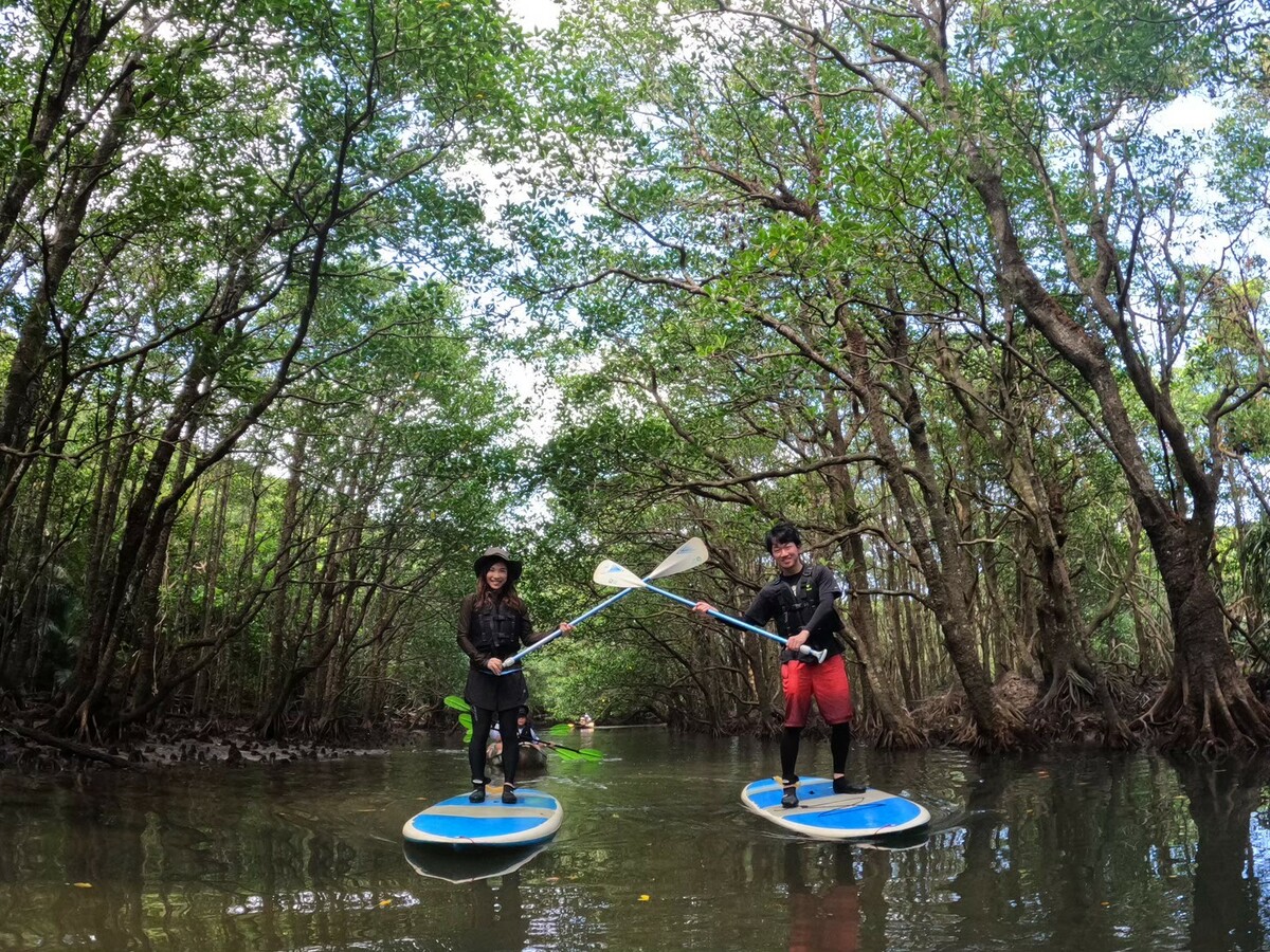 Classic tour of Iriomote Island! SUP or Canoe Cruising Tour to enjoy the World Heritage Site ...